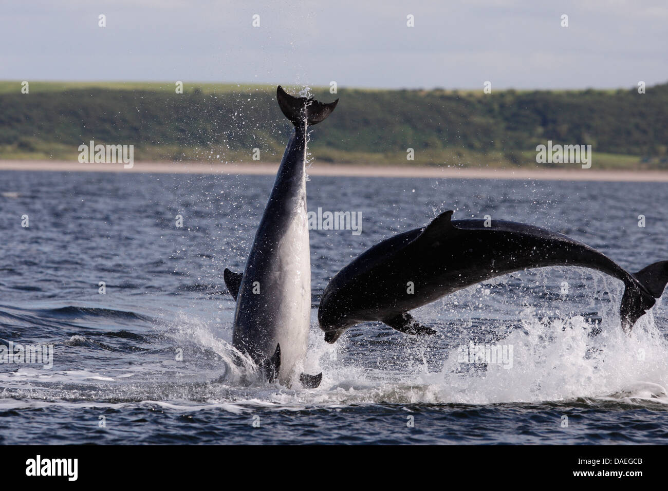 Bottlenose dolphins playing in the Moray Firth. Highland. Scotland ...