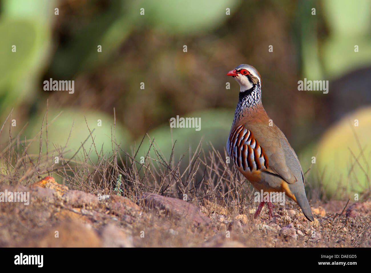 Red legged partridge walking hi-res stock photography and images - Alamy