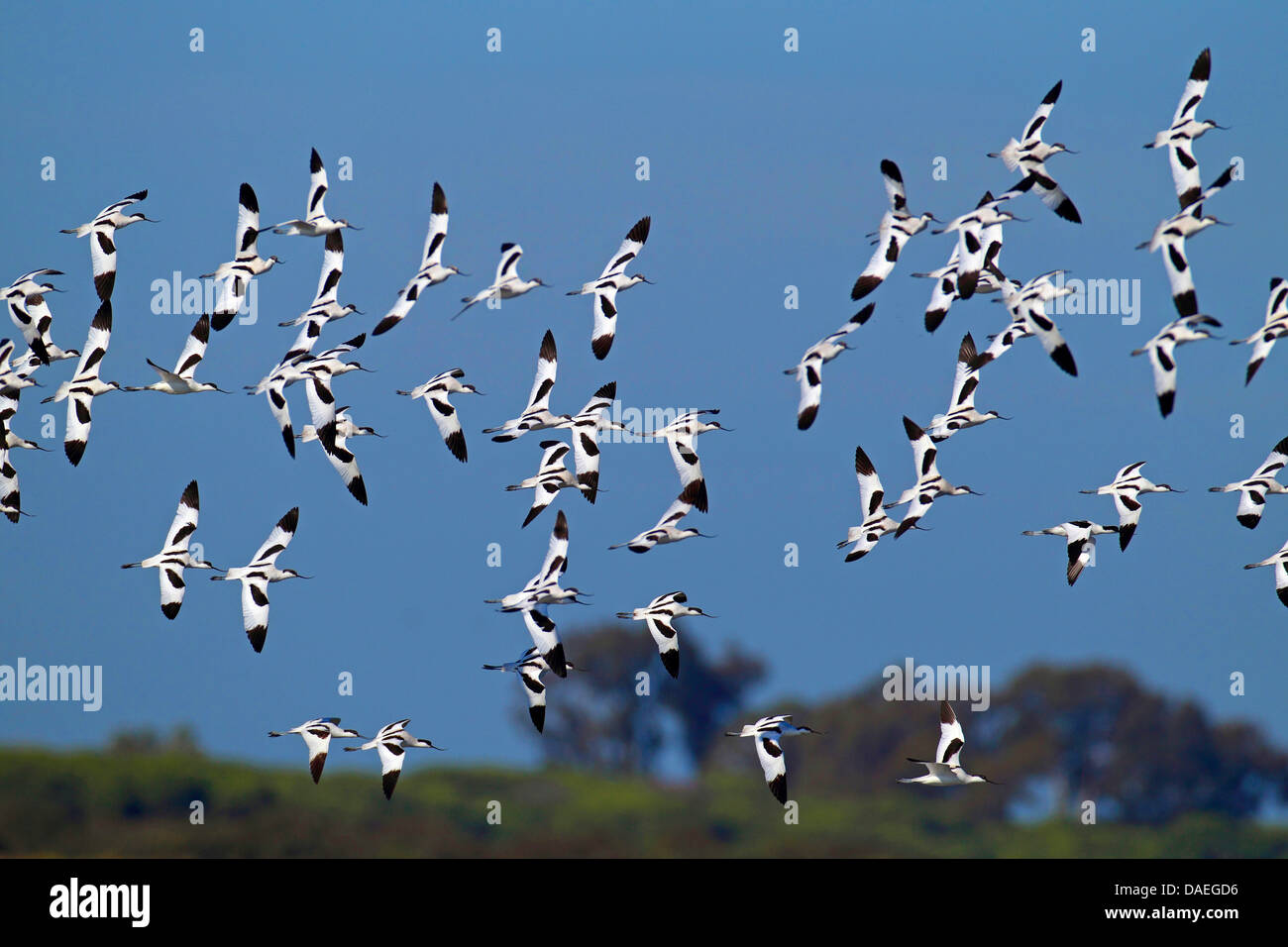 pied avocet (Recurvirostra avosetta), flying flock, Spain, Andalusia ...