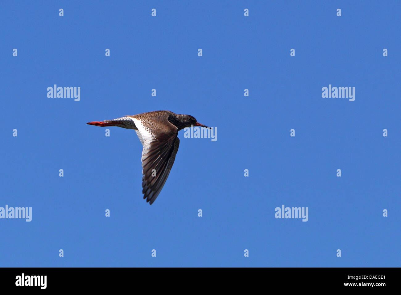 common redshank (Tringa totanus), flying , Netherlands, Texel Stock ...