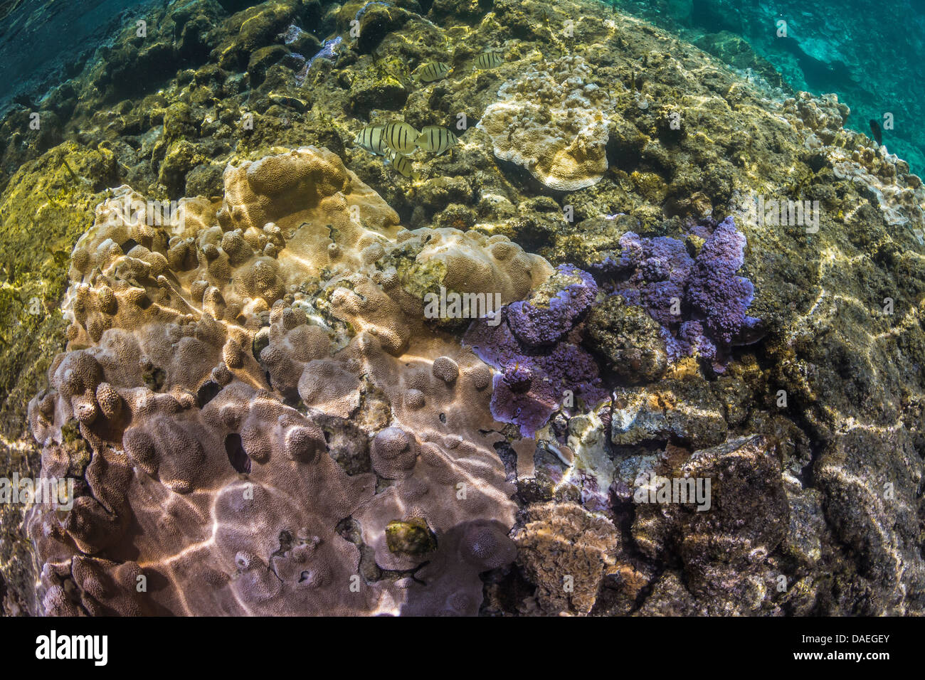 Convict Tangs, Acanthurus triostegus, with Blue Rice Coral, Montipora ...