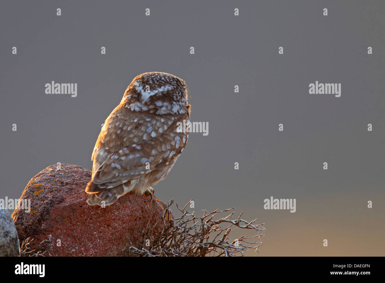 Rear view of owl hi-res stock photography and images - Alamy