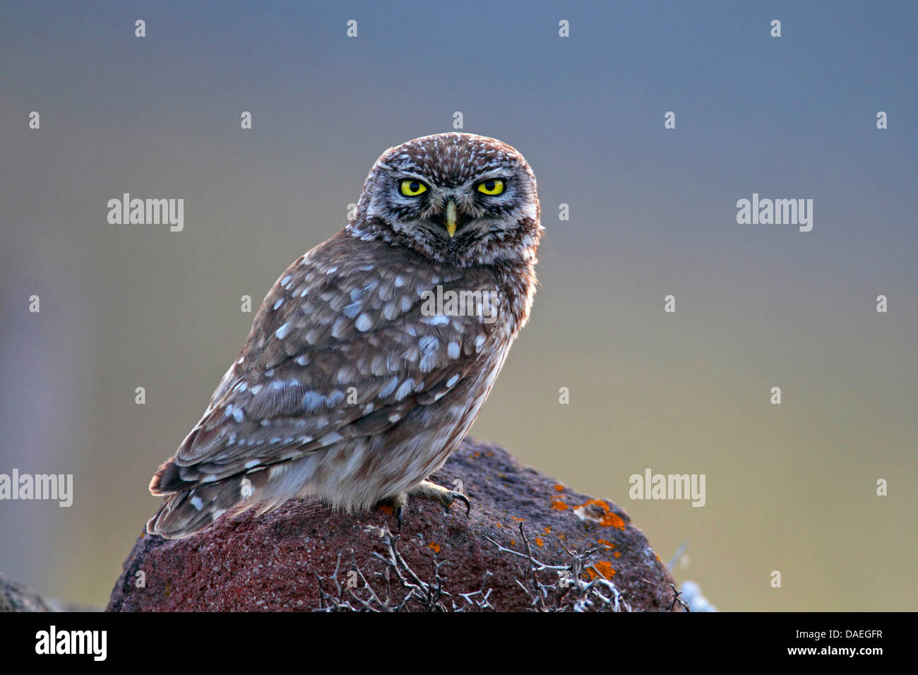 little owl (Athene noctua), sitting on a stone, Greece, Lesbos Stock ...