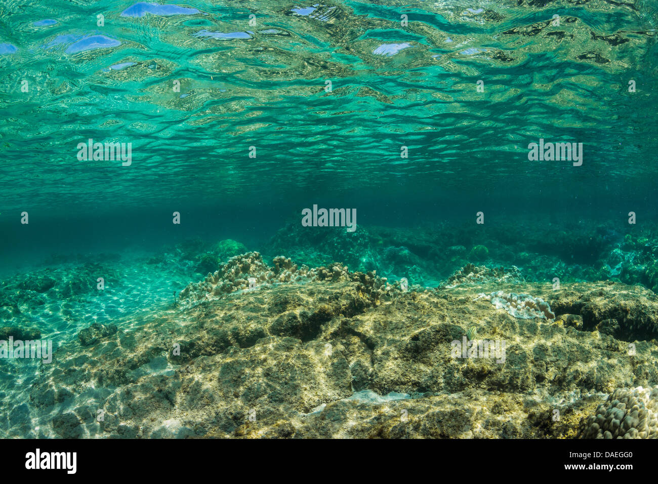 Coral reefs usa hi-res stock photography and images - Alamy