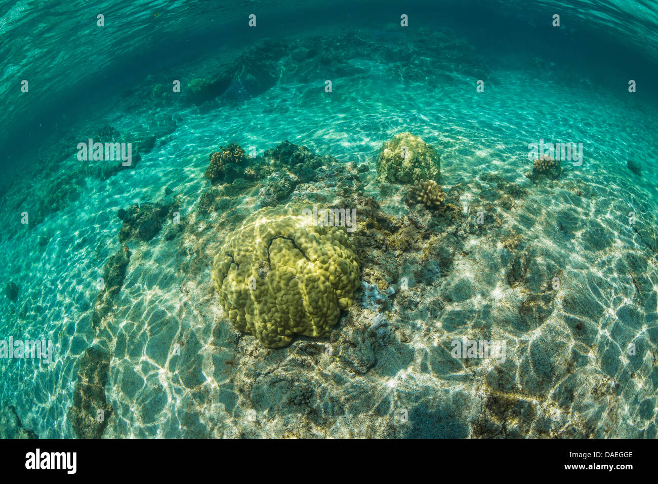Coral and reef bottom with wave dappling in the Kapoho Tide Pools ...