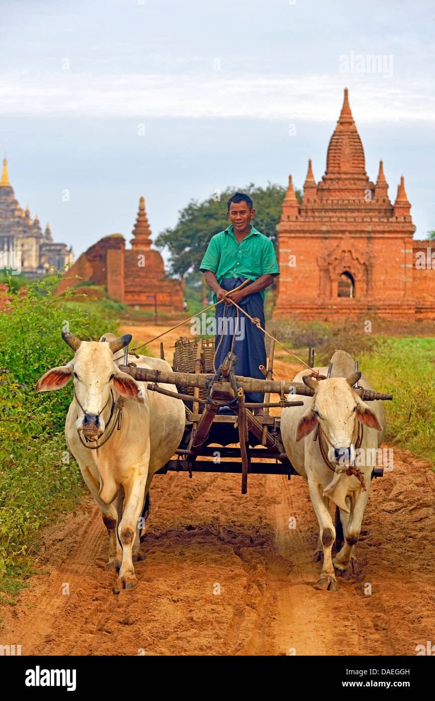 domestic cattle (Bos primigenius f. taurus), man going to the next ...