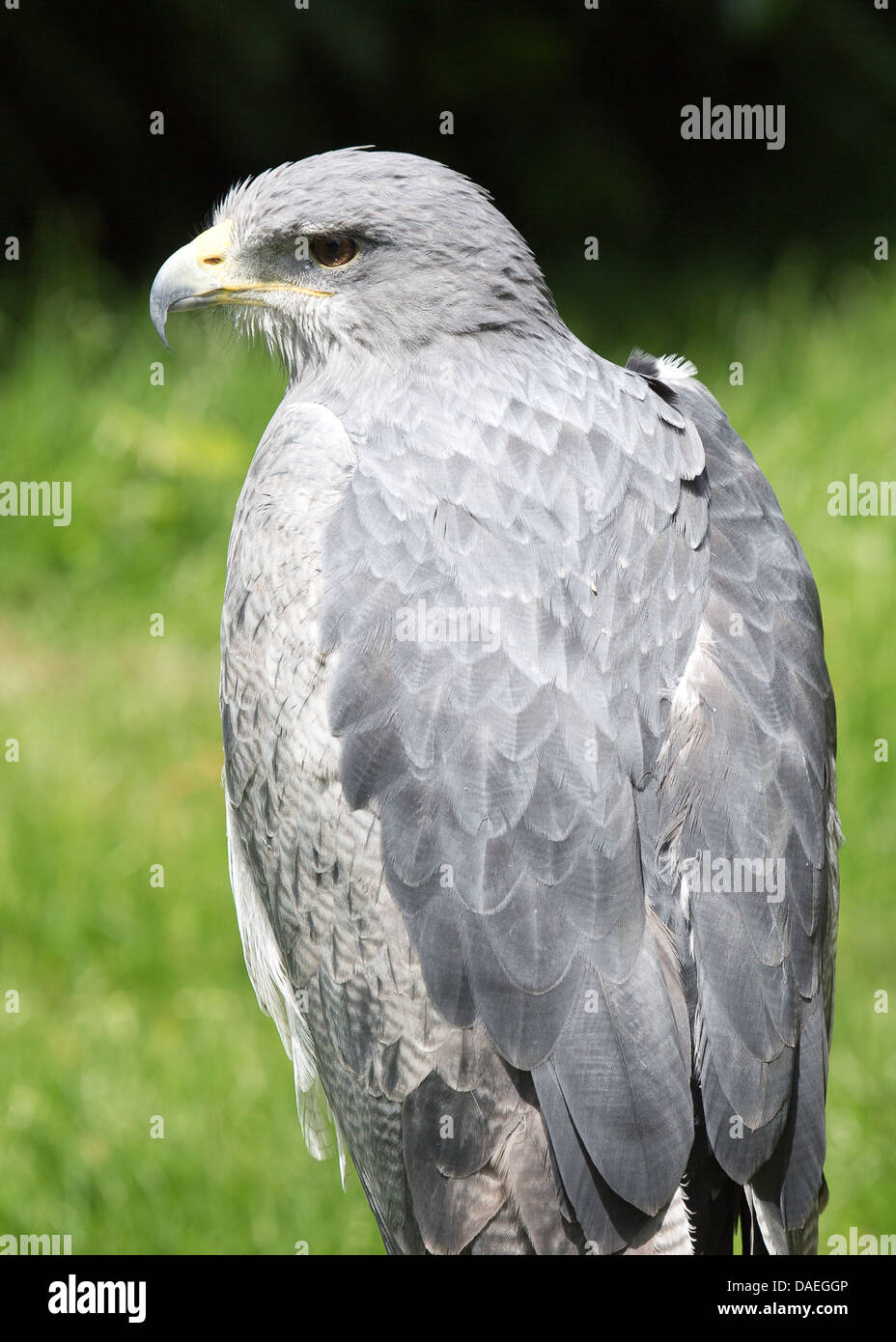 Chilean blue eagle hi-res stock photography and images - Alamy