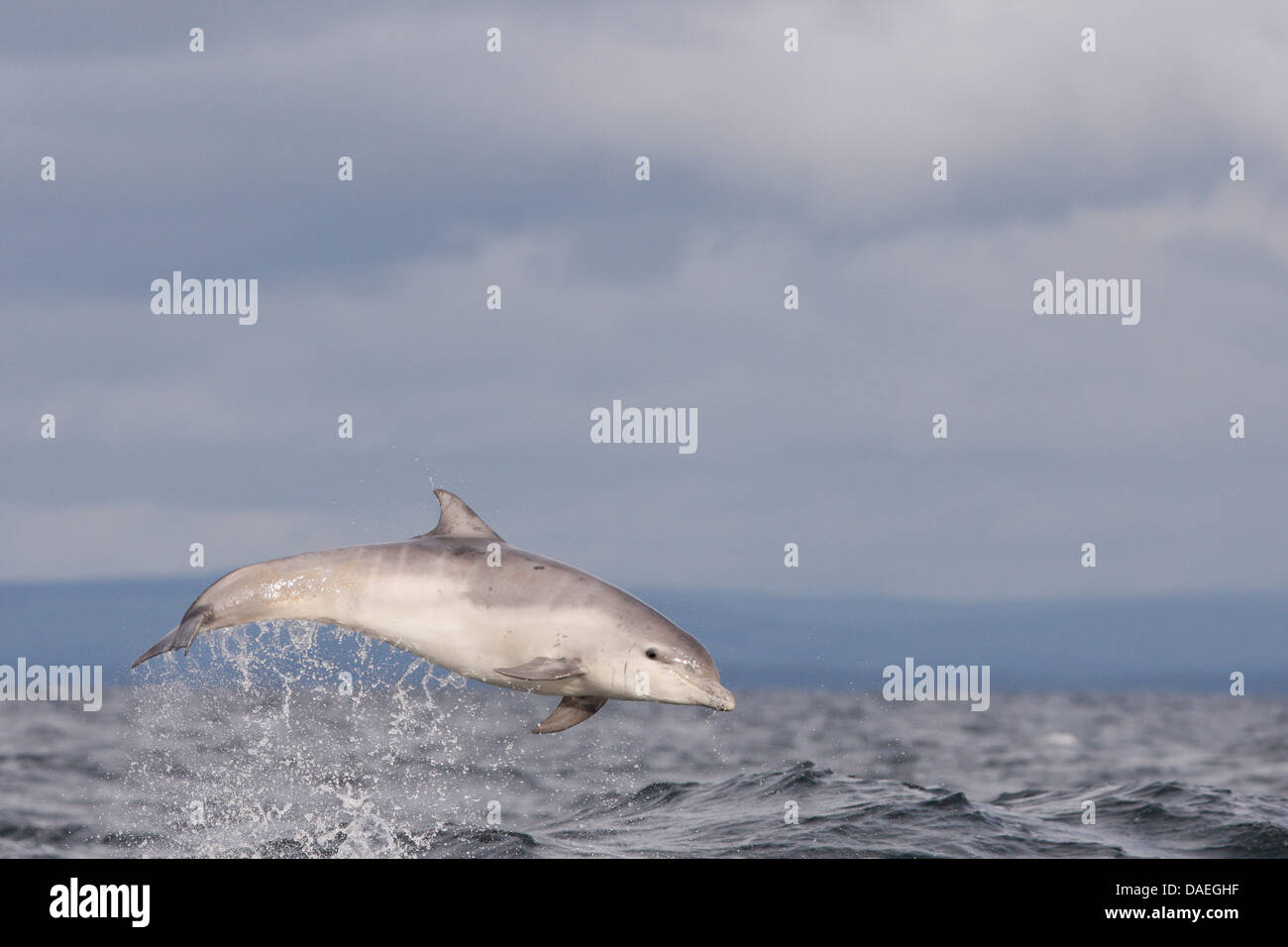 Bottlenose dolphins playing in the Moray Firth. Highland. Scotland ...