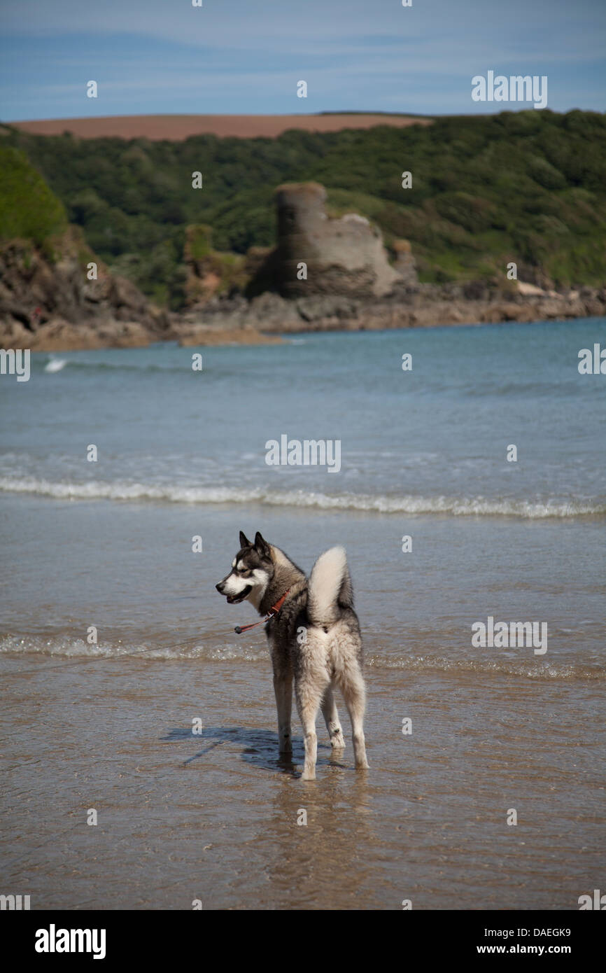 husky on beach in summer Stock Photo - Alamy