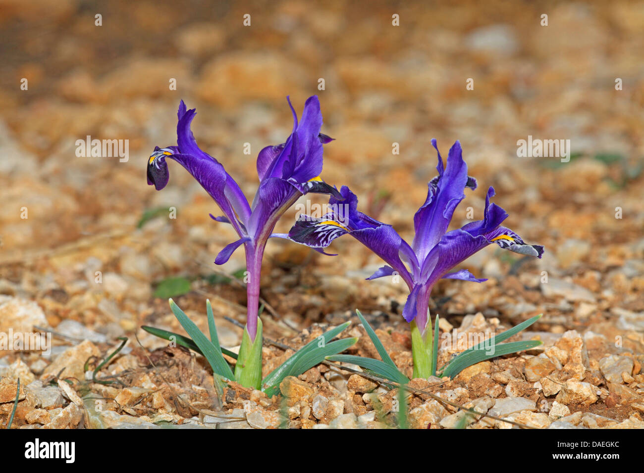 dwarf beardless iris (Iris reticulata), blooming wild form, Turkey ...