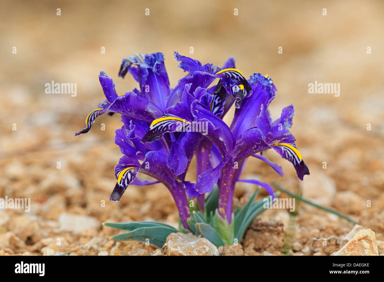 dwarf beardless iris (Iris reticulata), blooming wild form, Turkey ...