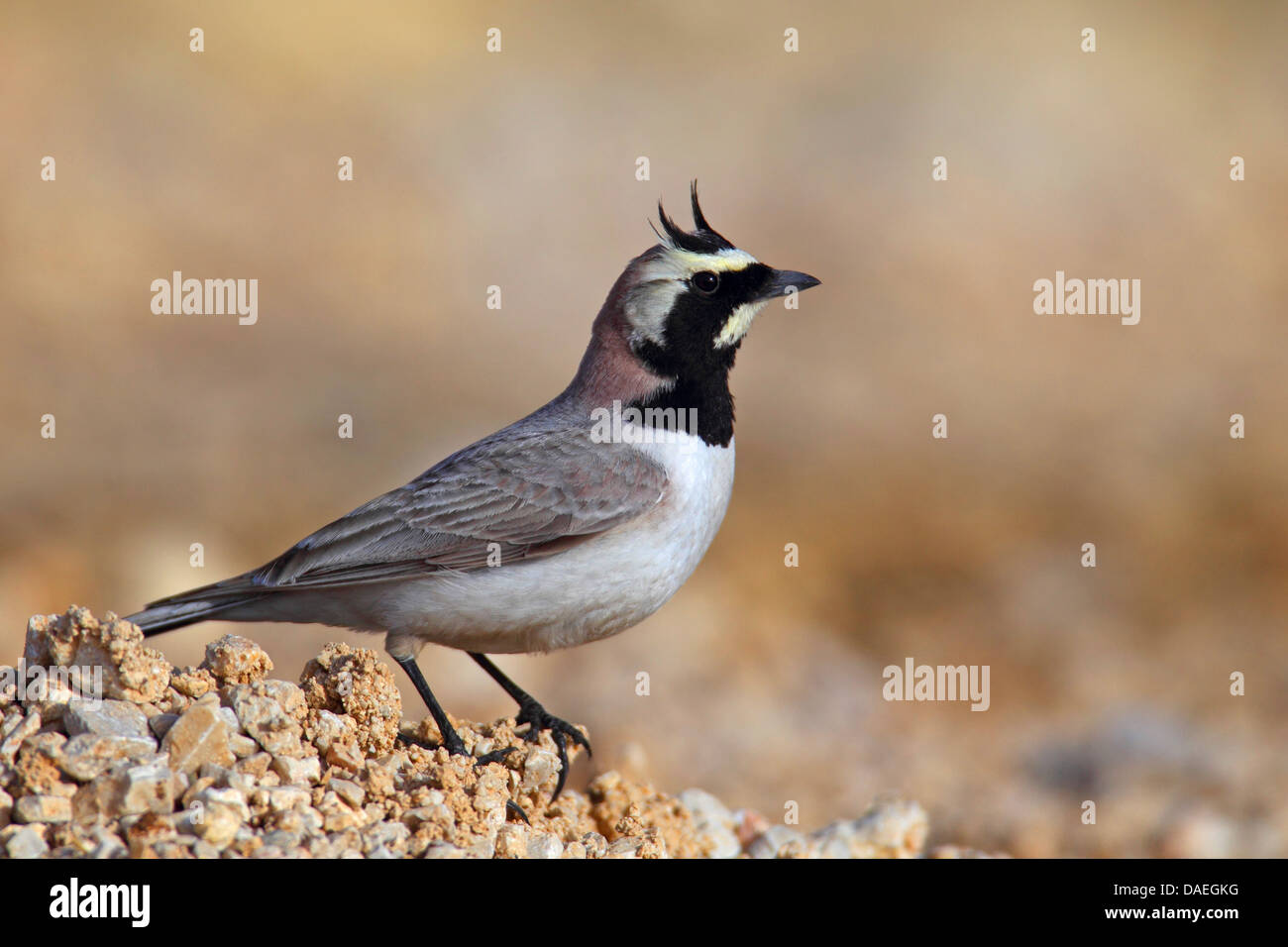 shore horned lark (Eremophila alpestris), sitting on the ground, Turkey ...