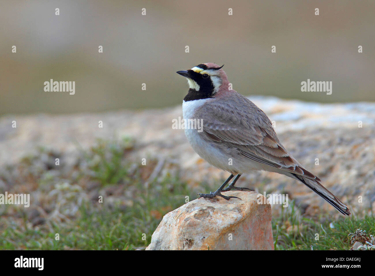 shore horned lark (Eremophila alpestris), sitting on a stone, Turkey ...