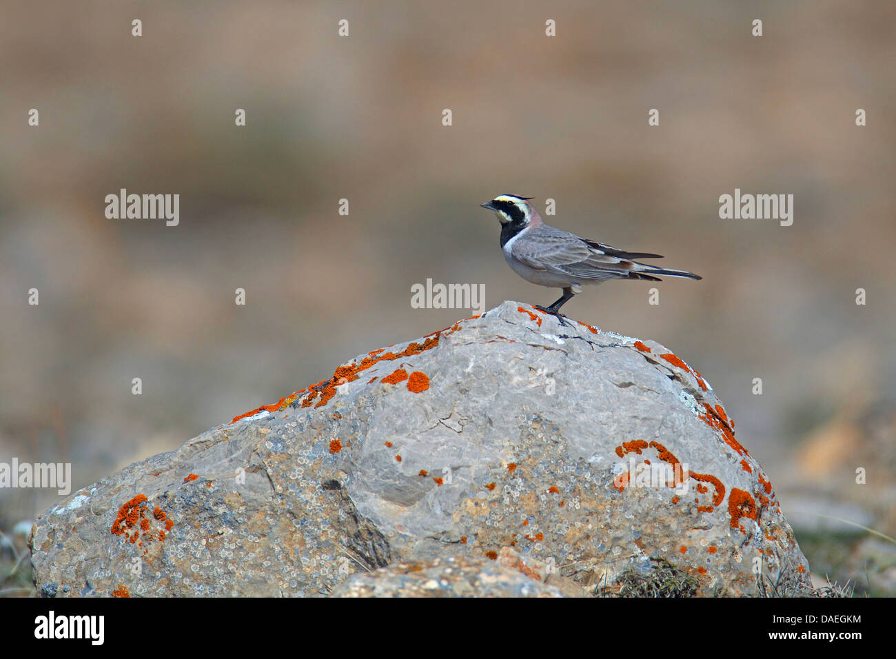 shore horned lark (Eremophila alpestris), sitting on a rock, Turkey ...