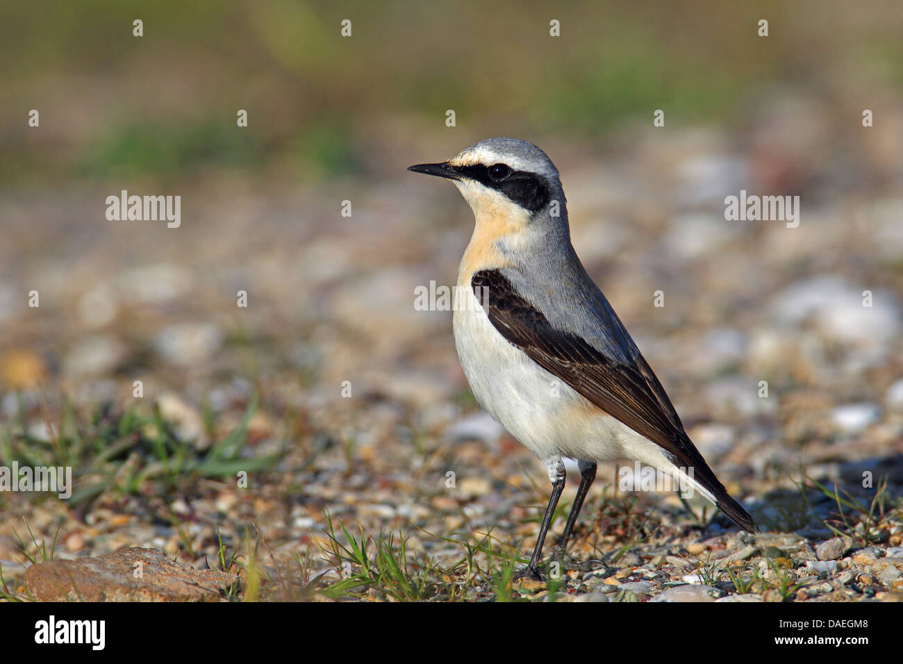 Standing northern wheatear hi-res stock photography and images - Alamy