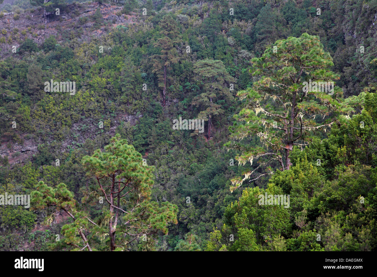 Pine slopes hi-res stock photography and images - Alamy