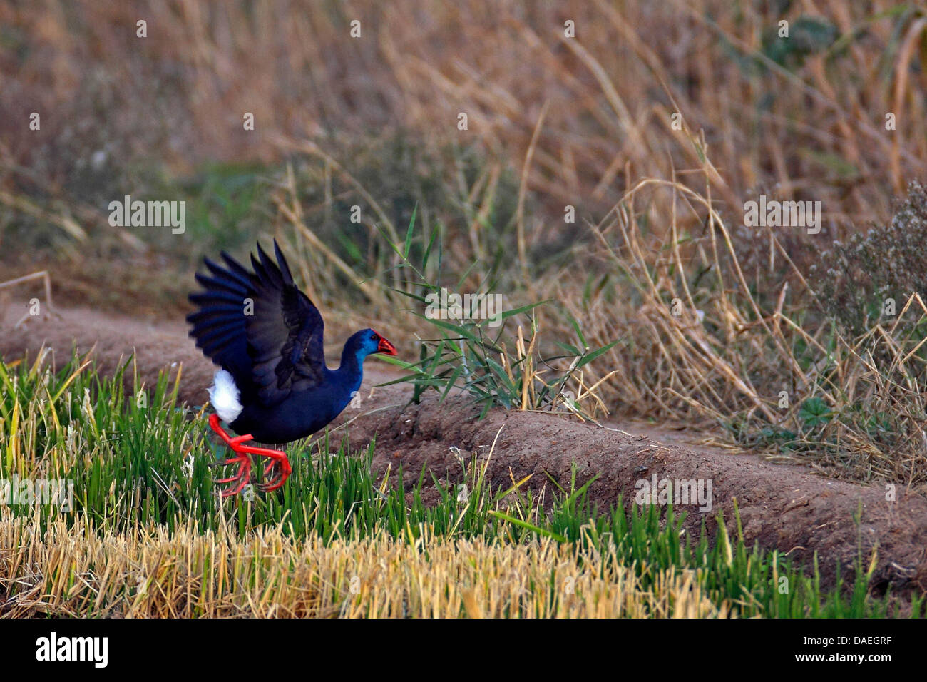 Purple swamphen porphyrio porphyrio hi-res stock photography and images ...