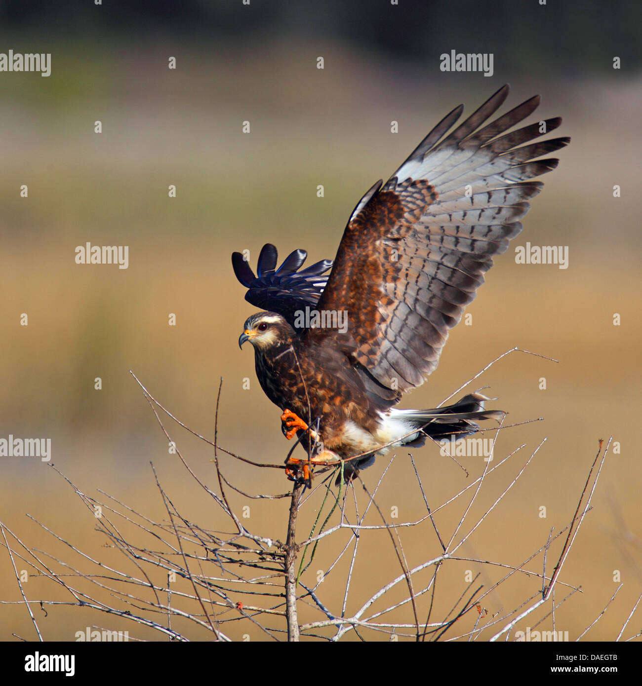 everglade kite (Rostrhamus sociabilis), female landing on a tree, USA ...