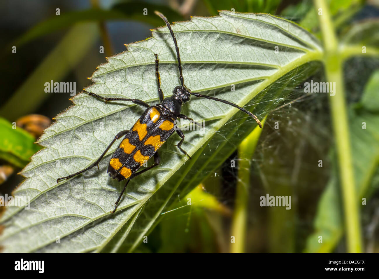 The black spotted beetle Stock Photo - Alamy
