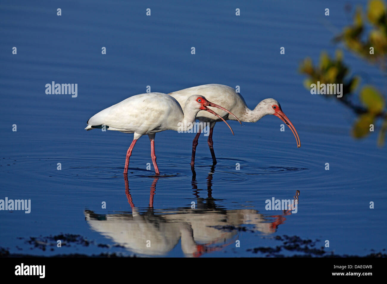 white ibis (Eudocimus albus), two ibis looking for food in shallow ...