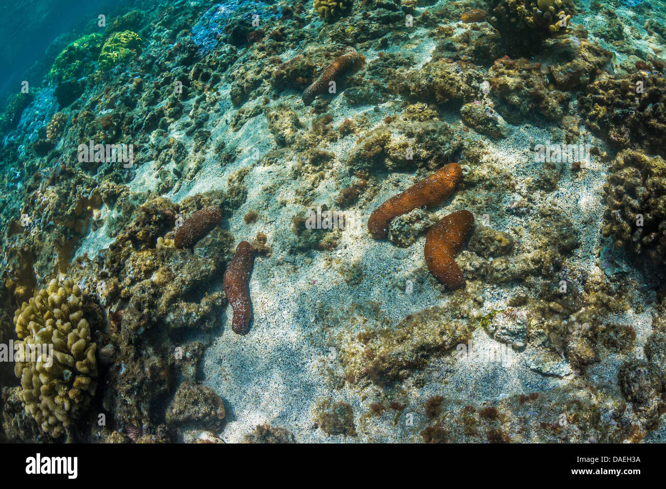 Ctinopyga hi-res stock photography and images - Alamy