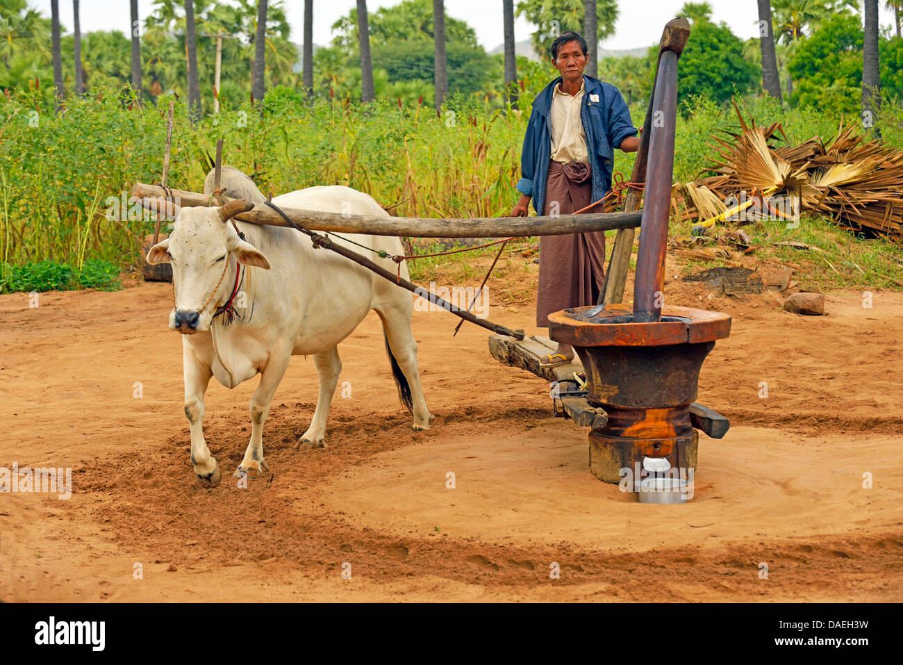 Zebu, Humped Cattle, Indicus Cattle (Bos primigenius indicus, Bos ...