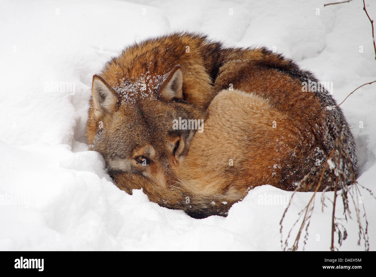 European gray wolf (Canis lupus lupus), rolled-up in snow, Germany ...