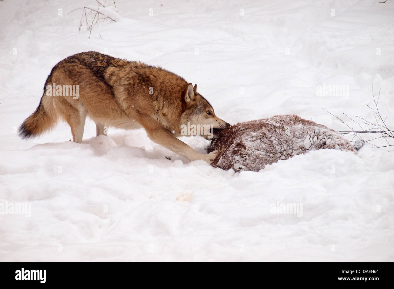 Wild boar and wolves hi-res stock photography and images - Alamy