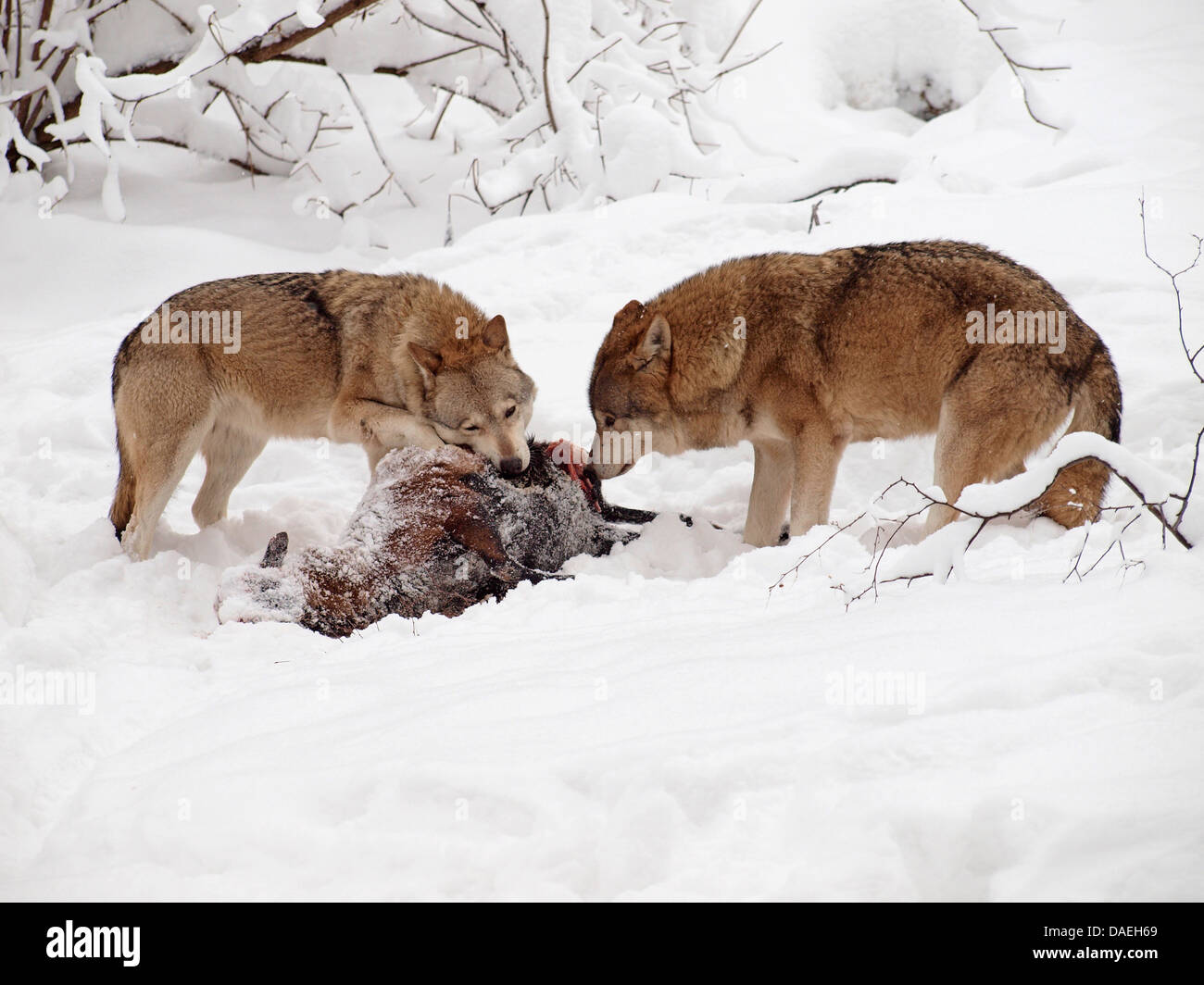 Wolf sniffing hi-res stock photography and images - Alamy