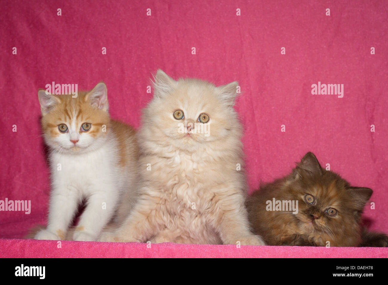 domestic cat, house cat (Felis silvestris f. catus), three nine weeks ...