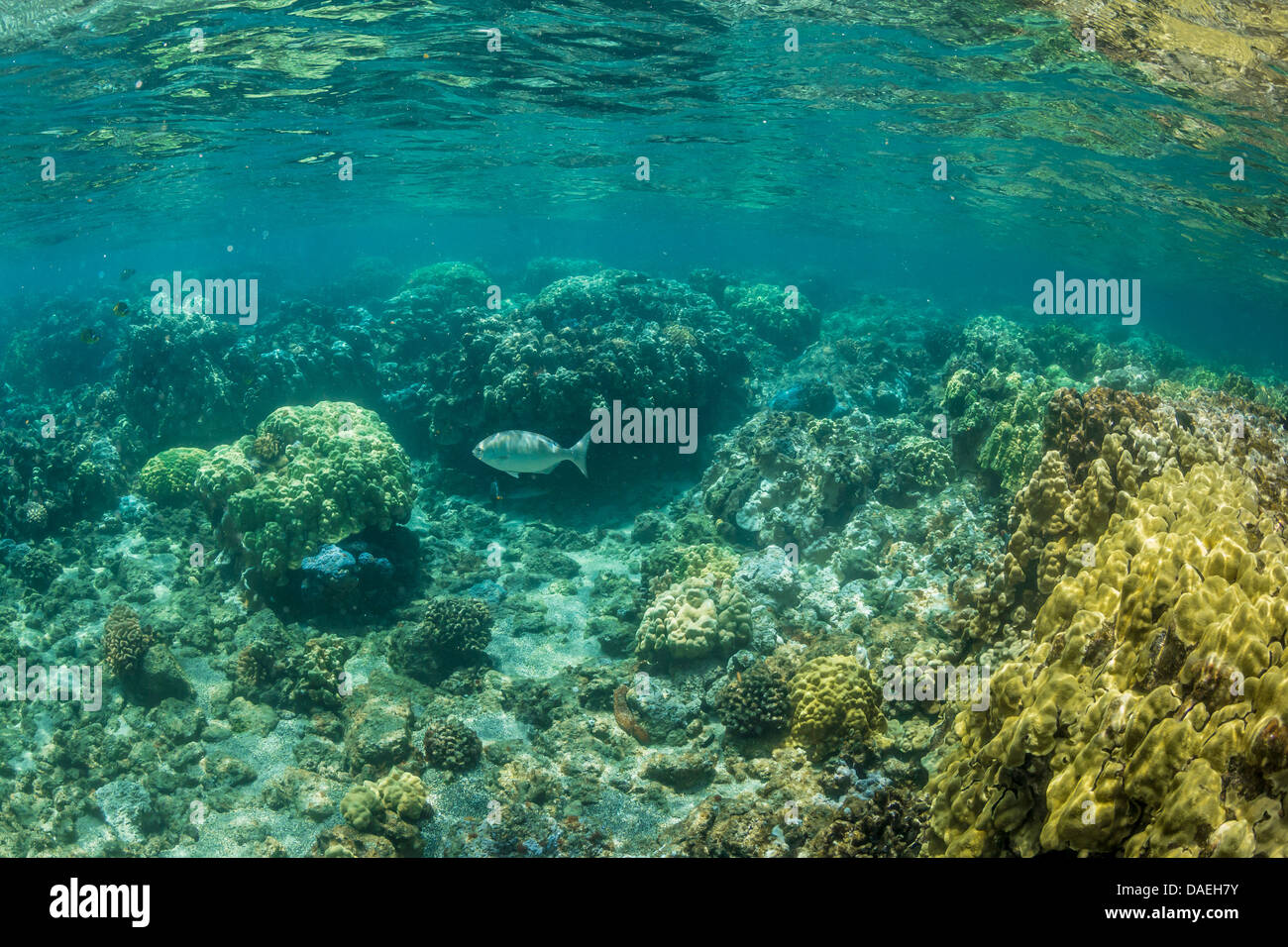 Fish pools hi-res stock photography and images - Alamy