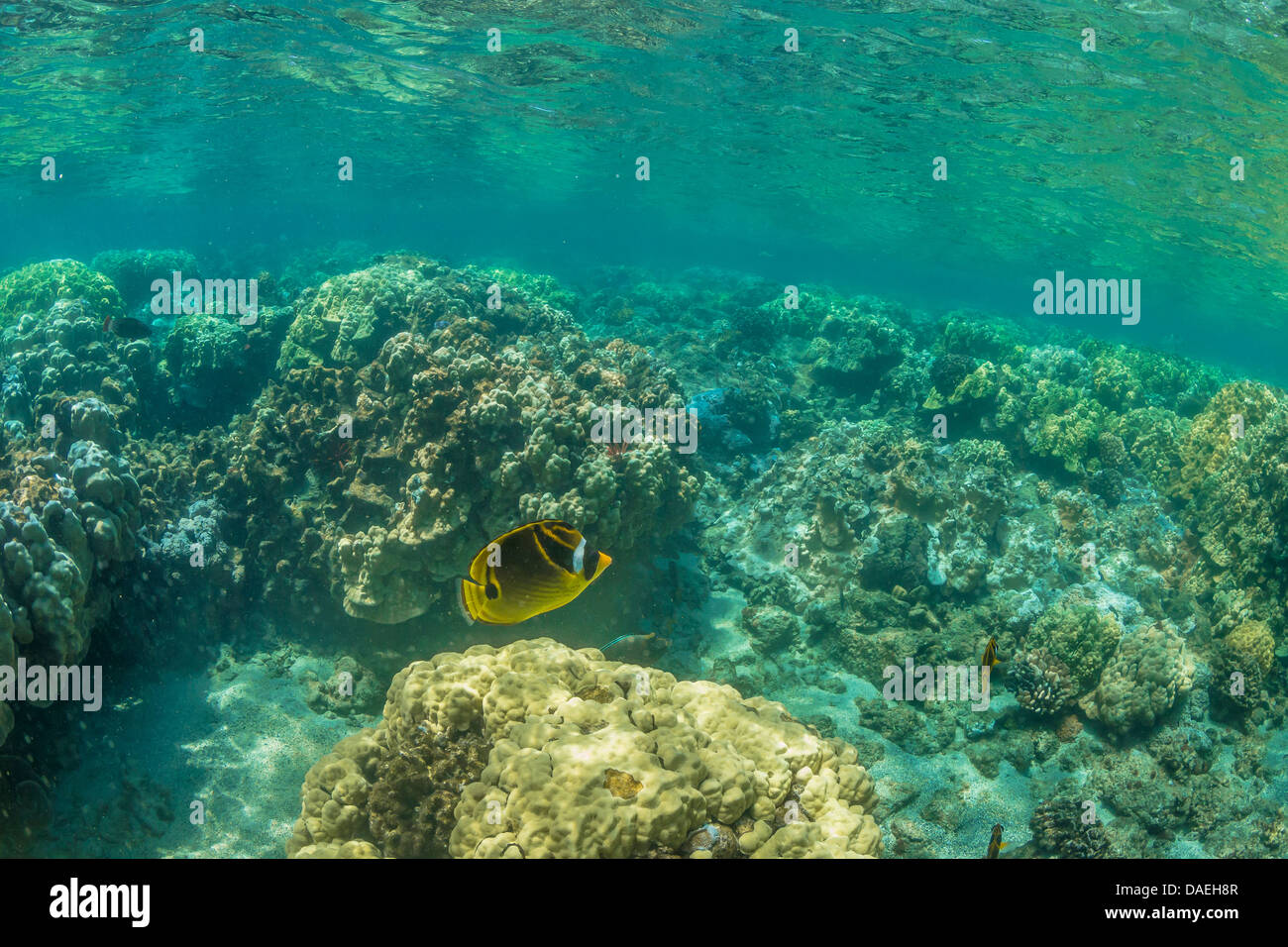 Chaetodon lunula raccoon butterflyfish hi-res stock photography and ...