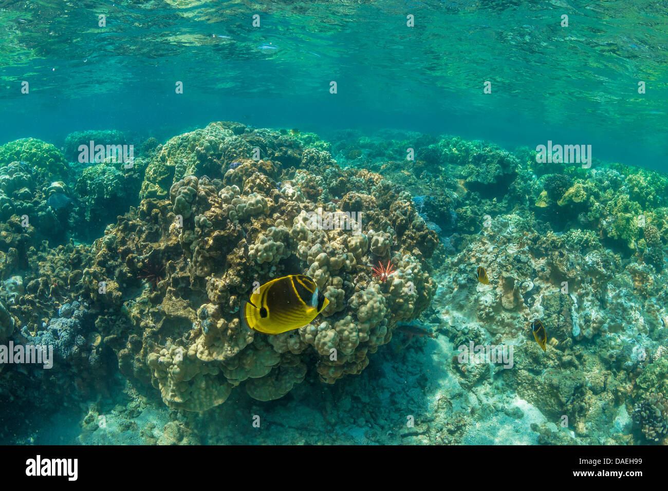 Raccoon island hi-res stock photography and images - Alamy