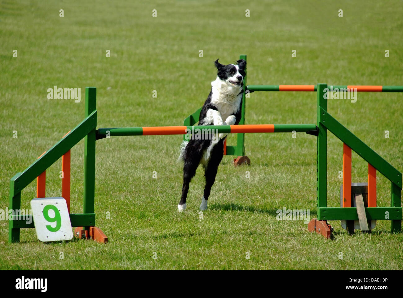 Border collie preparing for jump at Agility Dog show Stock Photo - Alamy