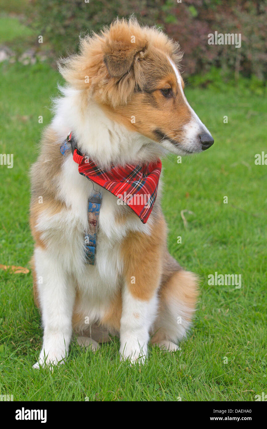 Shetland Sheepdog (Canis lupus f. familiaris), young Shetland Sheepdog ...