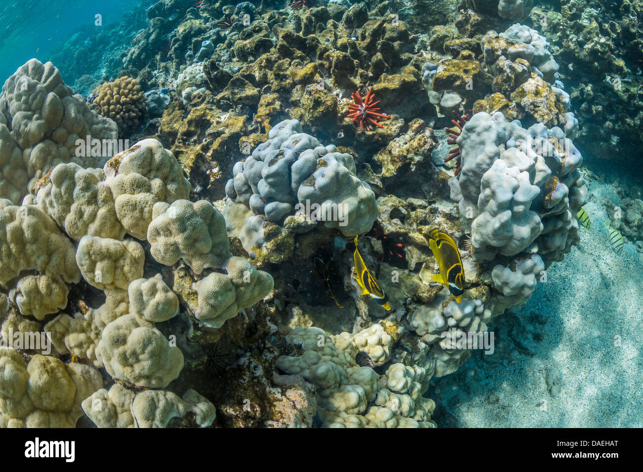 Chaetodon lunula raccoon butterflyfish hi-res stock photography and ...