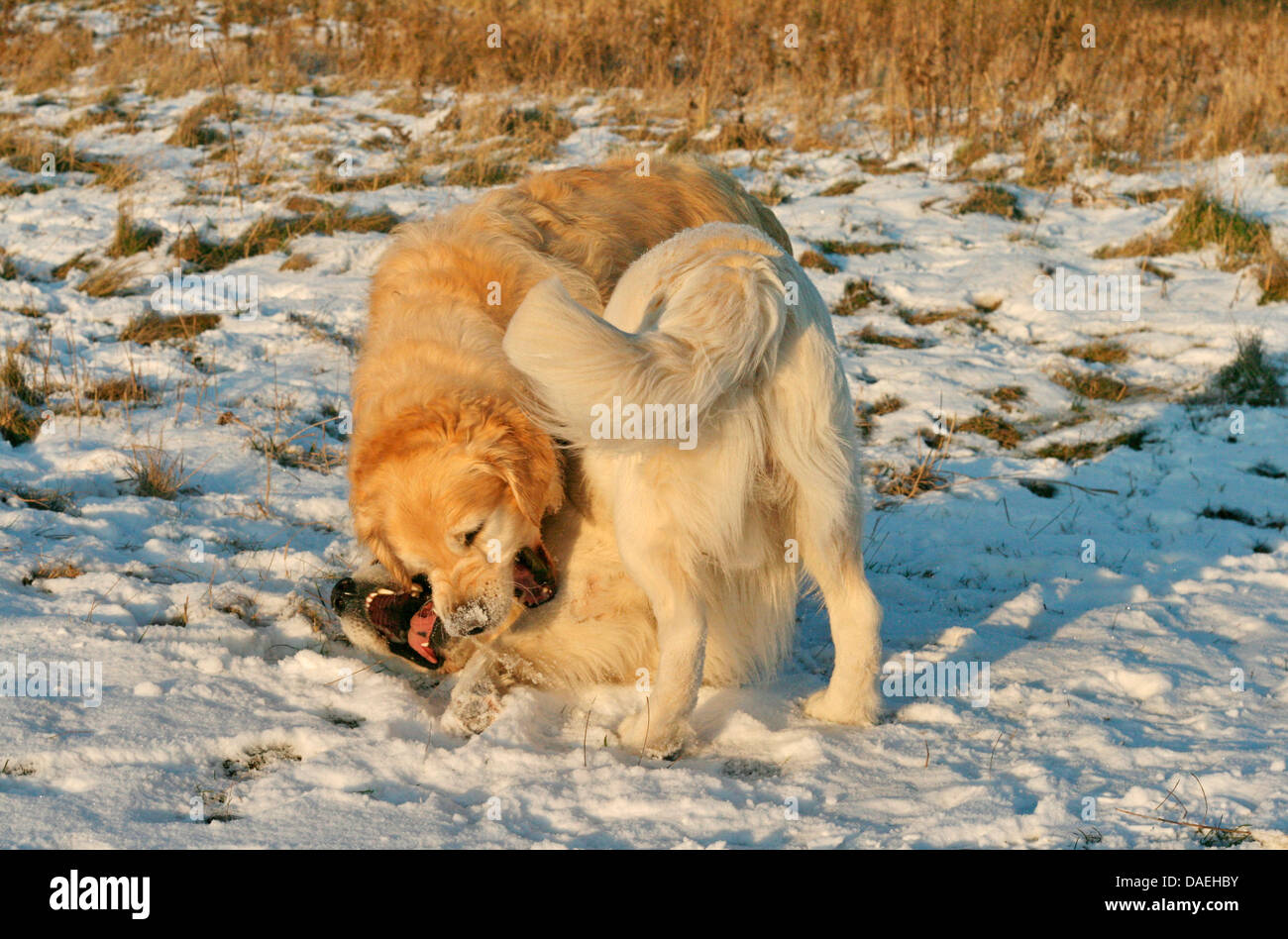 Golden Retriever (Canis lupus f. familiaris), two Golden Retrievers ...