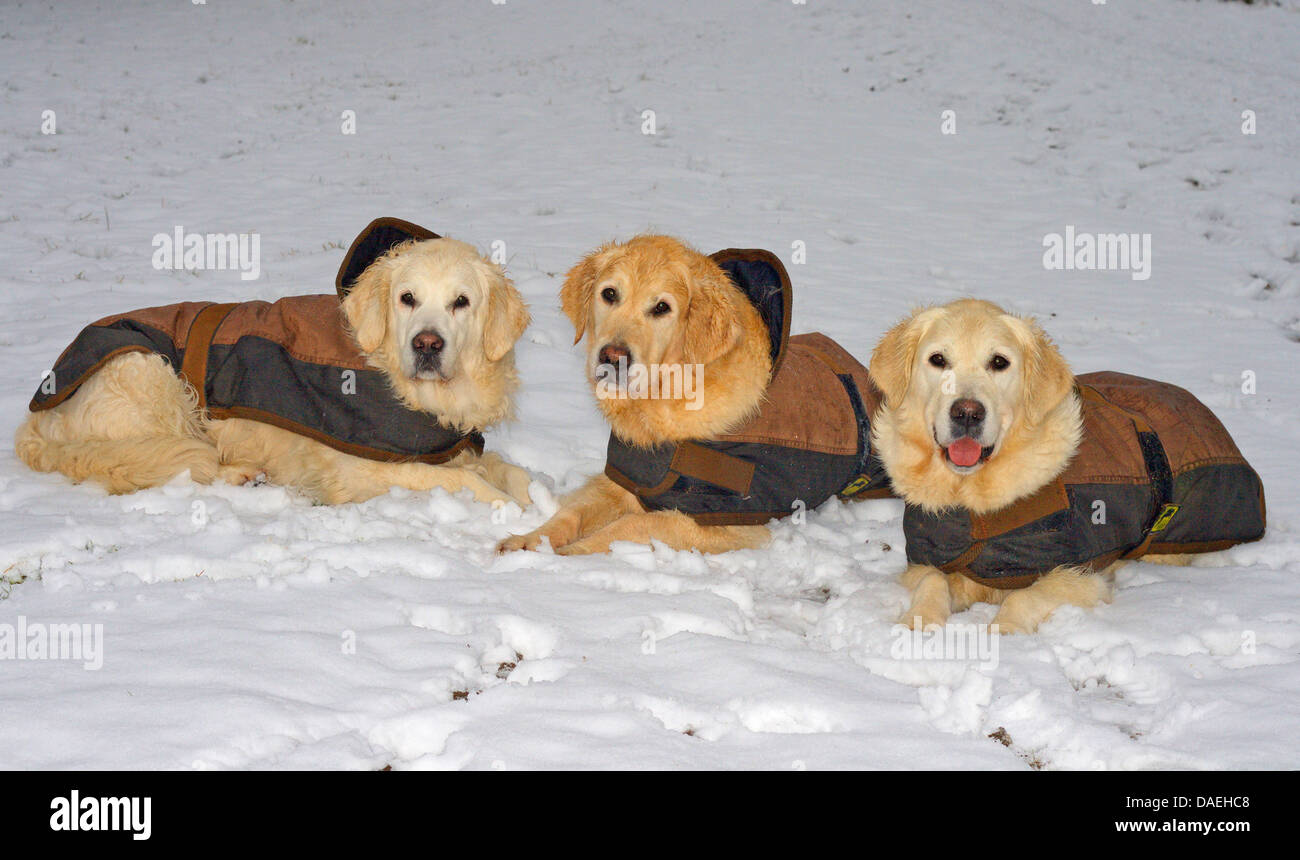 Golden Retriever (Canis lupus f. familiaris), three she dogs wearing a ...