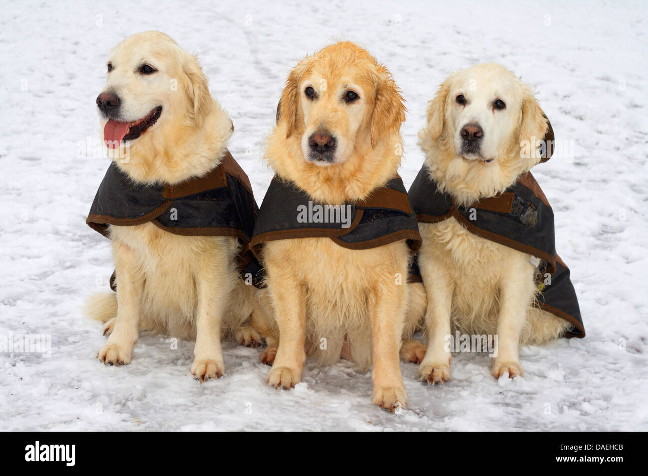 Golden Retriever (Canis lupus f. familiaris), three she dogs wearing a ...