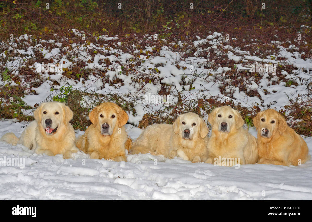 Golden Retriever (Canis lupus f. familiaris), five Golden Retrievers ...
