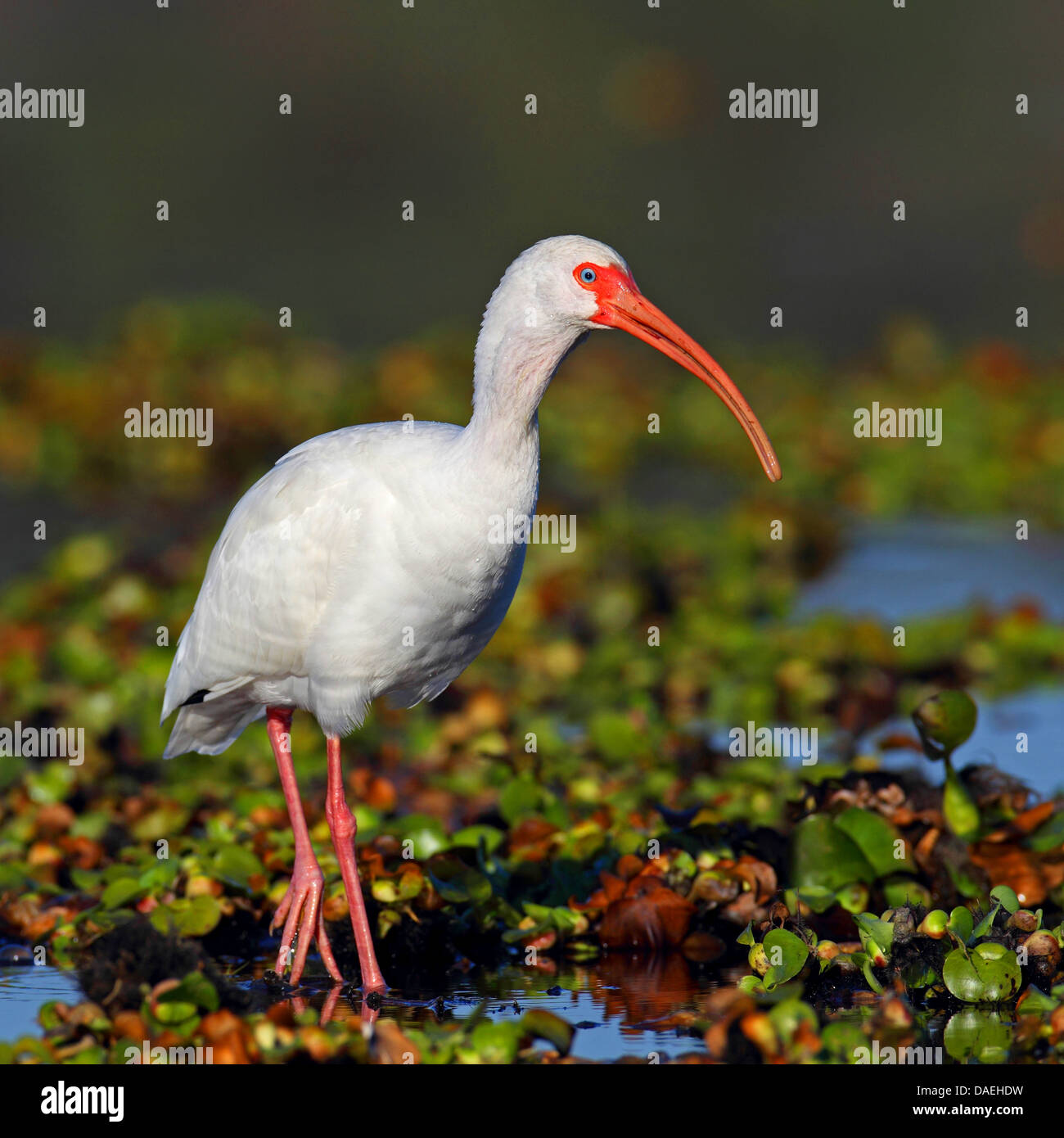 white ibis (Eudocimus albus), ibis standing on water lilies, USA ...