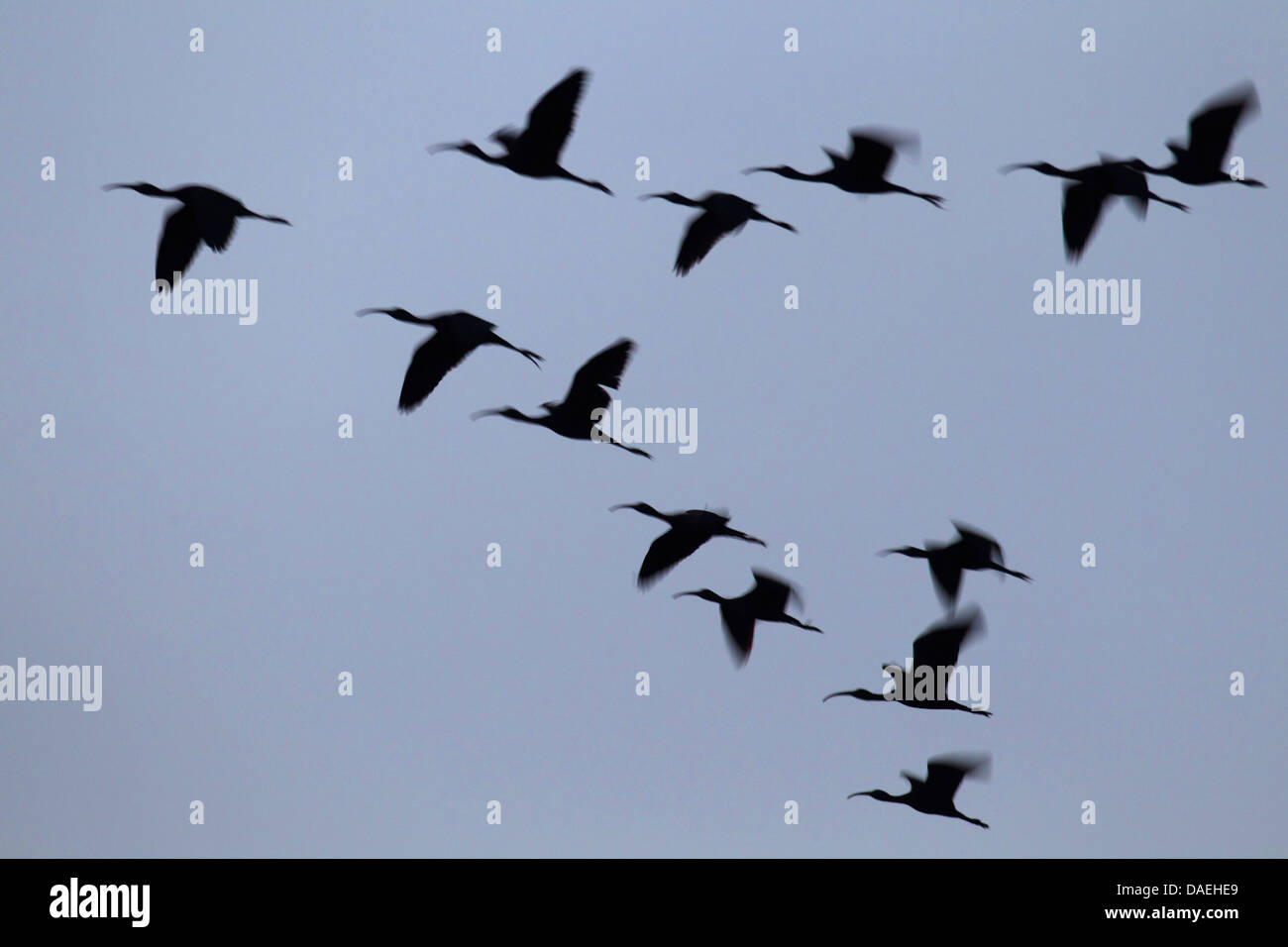 Glossy Ibis In Flight