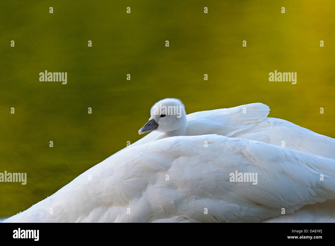 Fledgling swan hi-res stock photography and images - Alamy