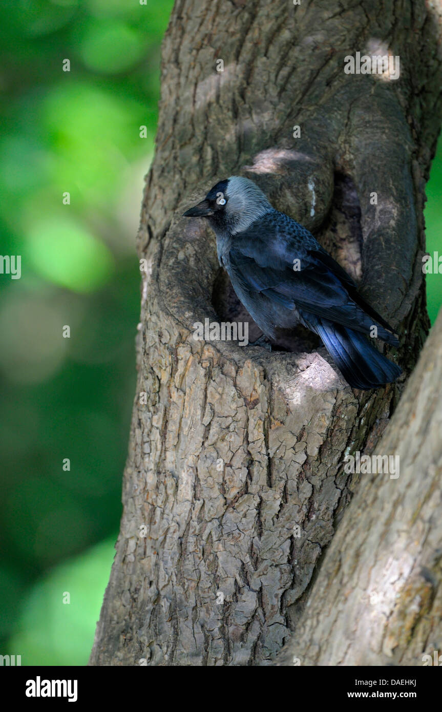 jackdaw (Corvus monedula), adult at its nesting hole, Germany, North ...