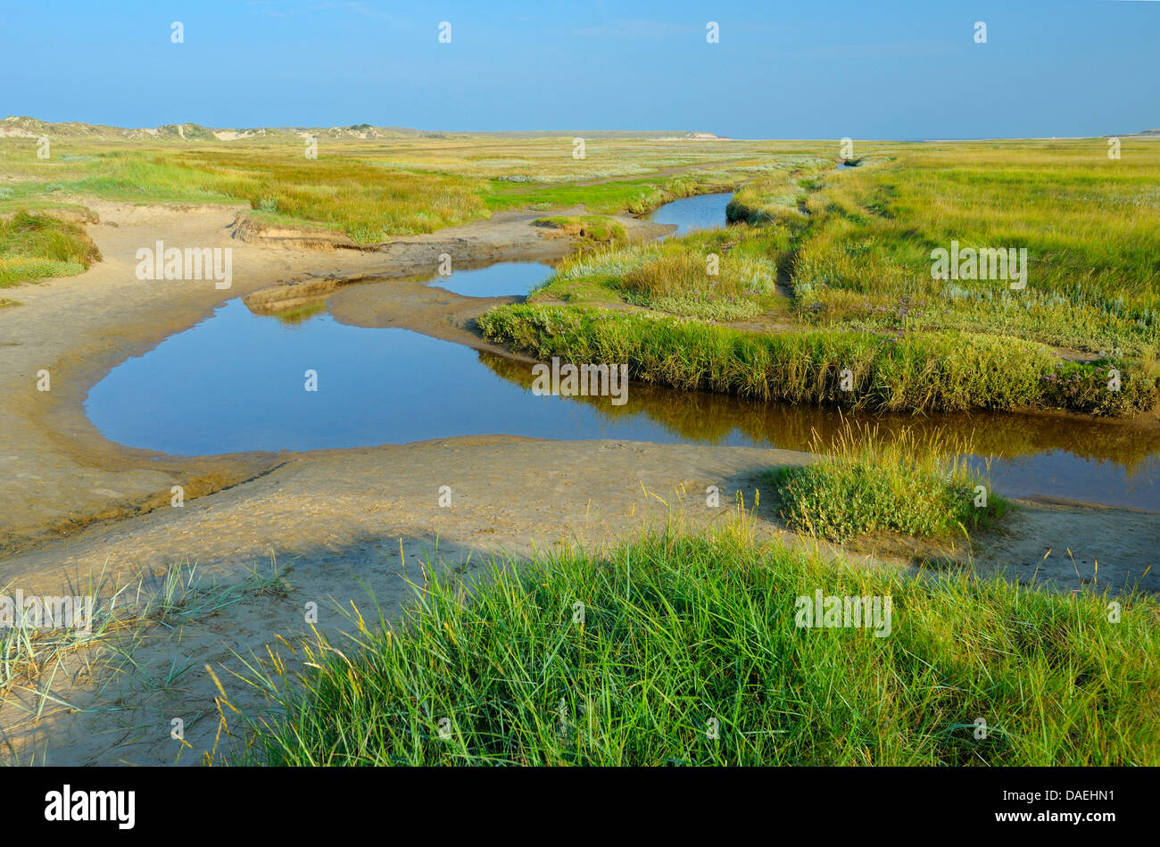 Lagoon And Salt Meadows Crab Meadow Long Island Sound Study