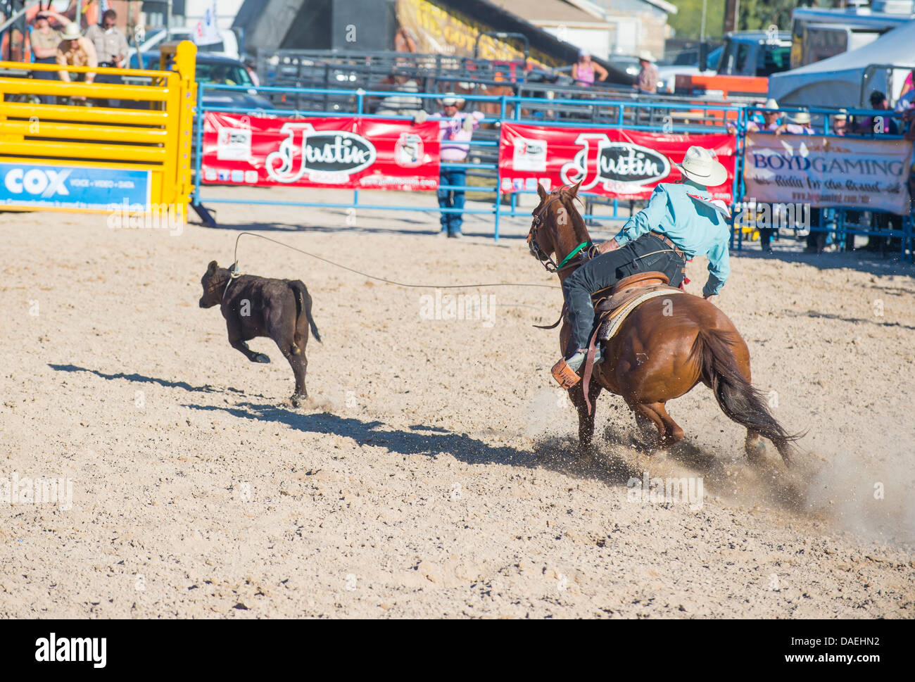 Cowboy Participant in a Calf roping Competition at the Helldorado Days ...