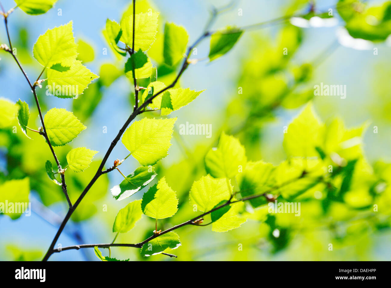 Green spring birch leaves background Stock Photo - Alamy