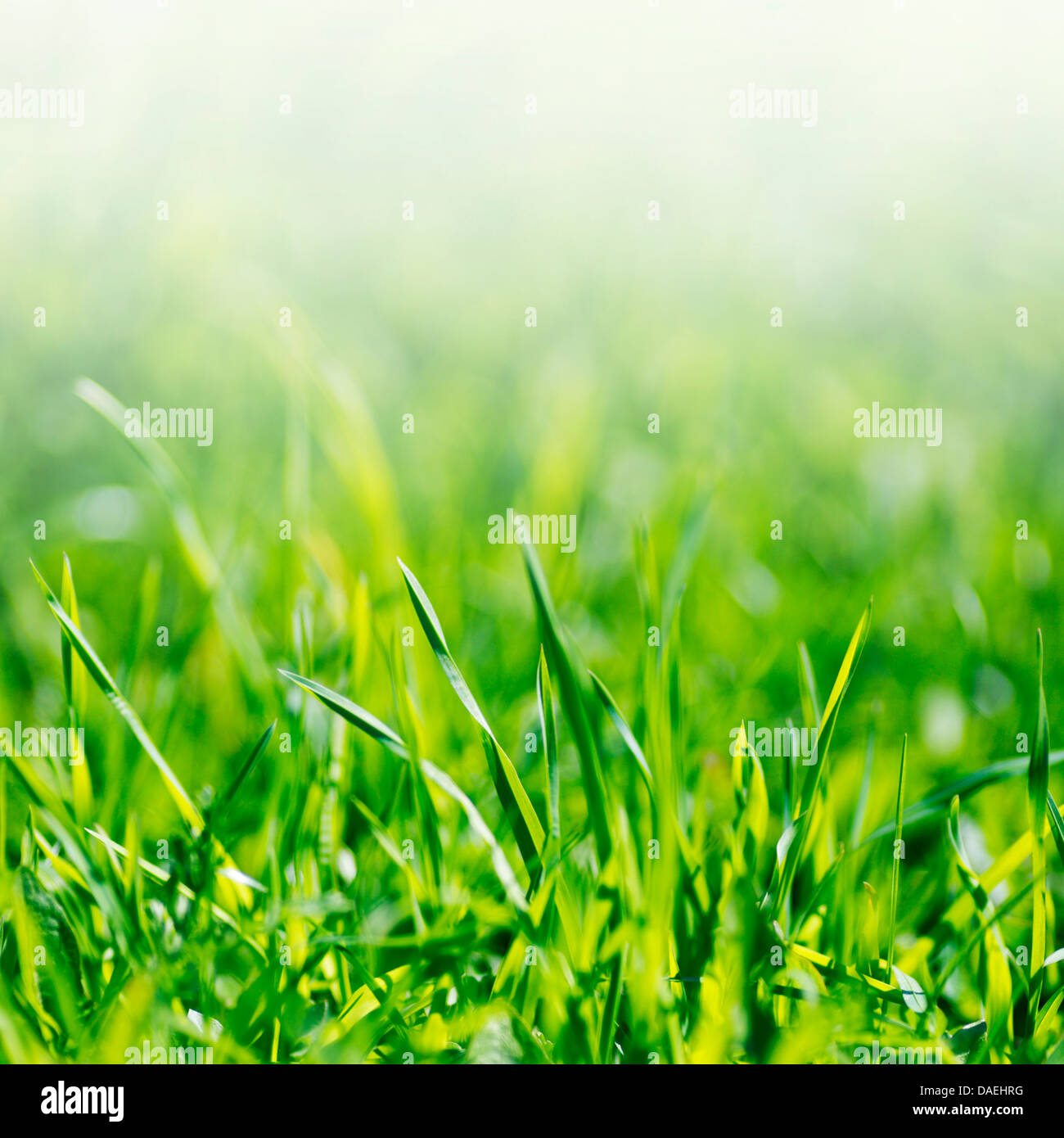 Vibrant green spring grass close-up Stock Photo - Alamy