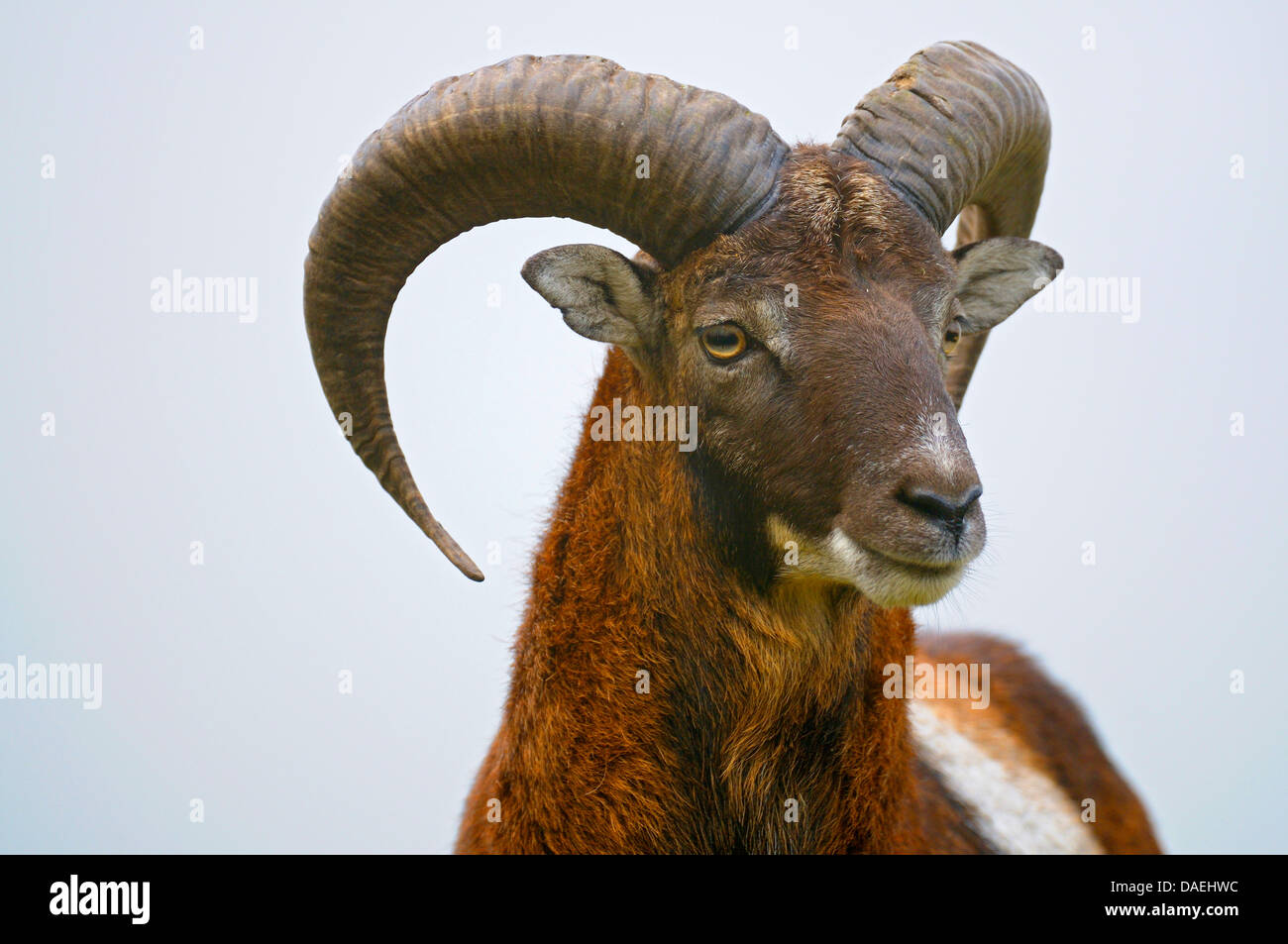 Mouflon (Ovis musimon, Ovis gmelini musimon, Ovis orientalis musimon ...