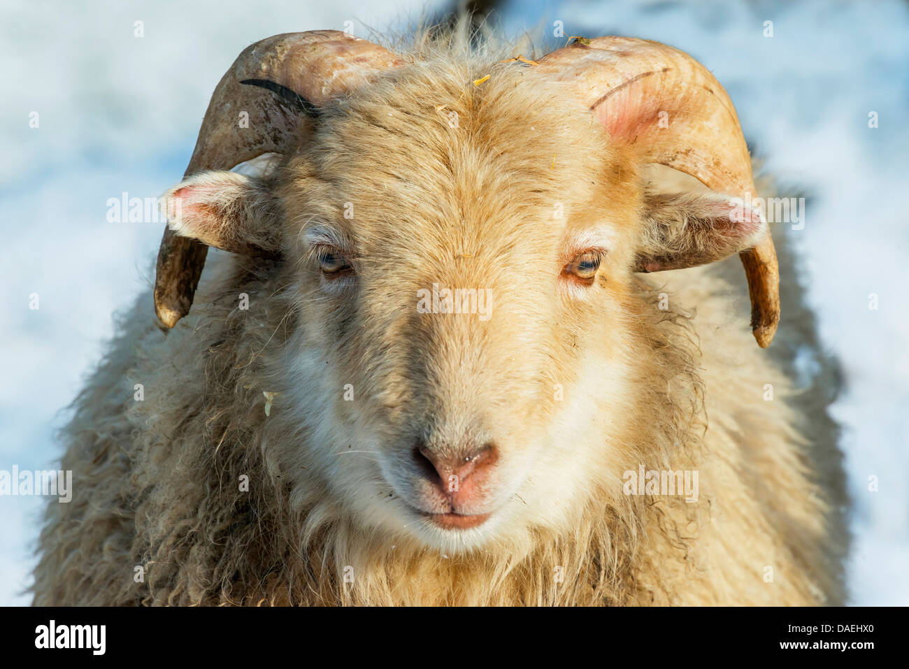 domestic sheep (Ovis ammon f. aries), portrait of a ram in the now ...